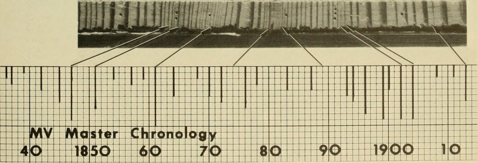 How Trees Tell Time: Dendrochronology Explained