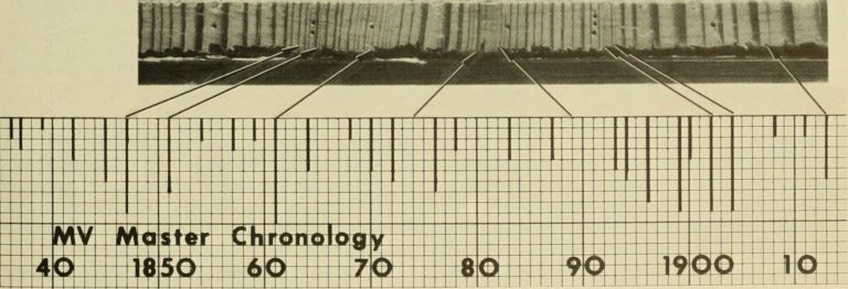 How Trees Tell Time: Dendrochronology Explained
