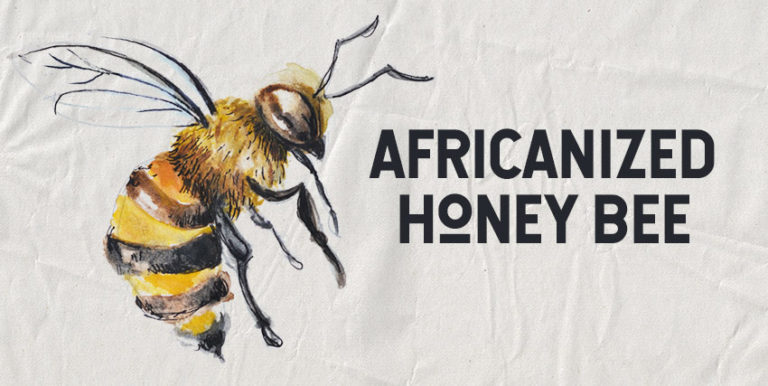Surviving Killer Bees (Africanized Honey Bees) - BEE BASICS