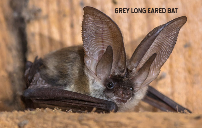 How to Survive Bat "Attacks" - BAT SCIENCE BASICS