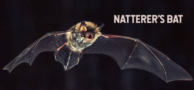 How to Survive Bat "Attacks" - BAT SCIENCE BASICS