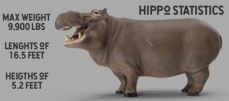 How to Survive a Hippo Attack - DANGEROUS HIPPO BASICS