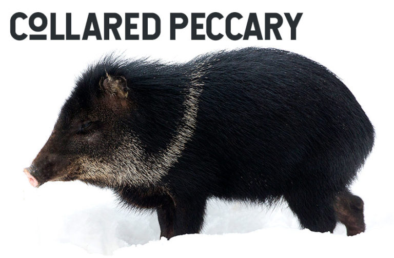 How to Survive a Wild Boar Attack - Hog Basic Safety Tips