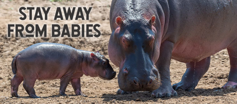 How to Survive a Hippo Attack - DANGEROUS HIPPO BASICS