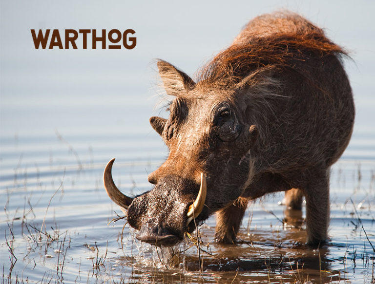 How to Survive a Wild Boar Attack - Hog Basic Safety Tips