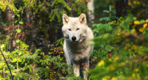How to Survive a Wolf Attack - THE BASICS