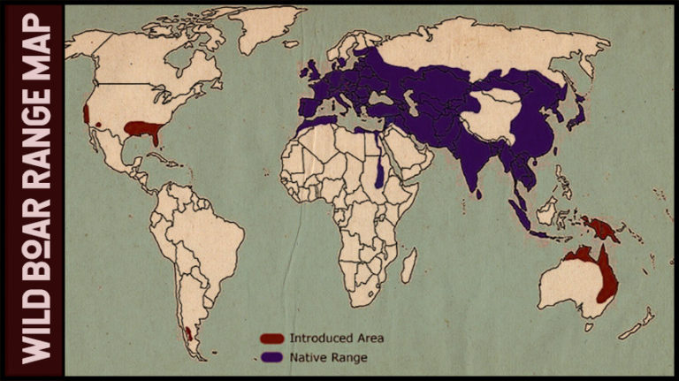 How to Survive a Wild Boar Attack - Hog Basic Safety Tips