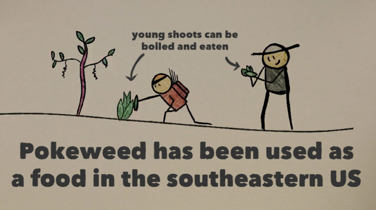 Deadly Poisonous Pokeweed is Actually Edible If You Do it Right - Stone ...