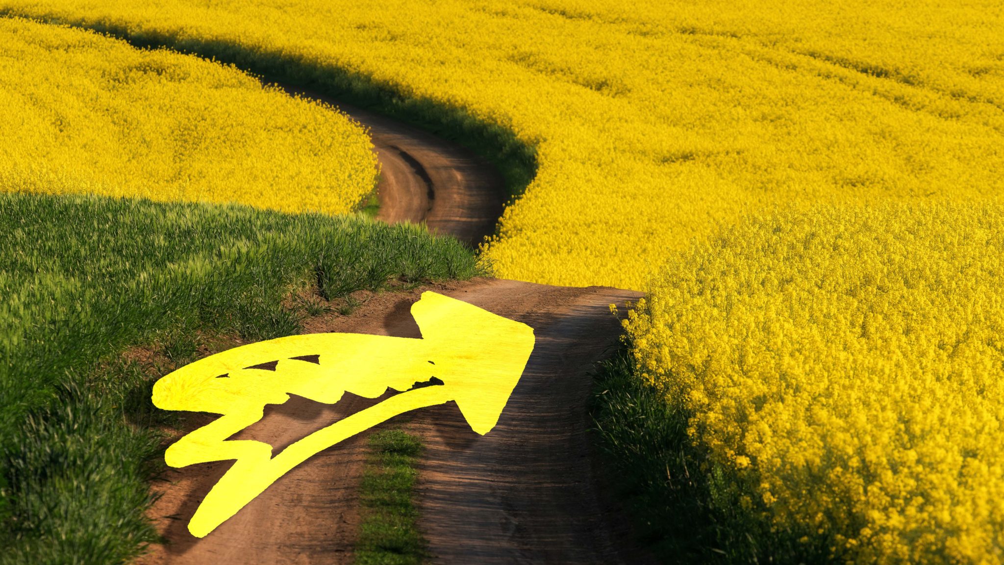 Rapeseed can be used to make biodiesel