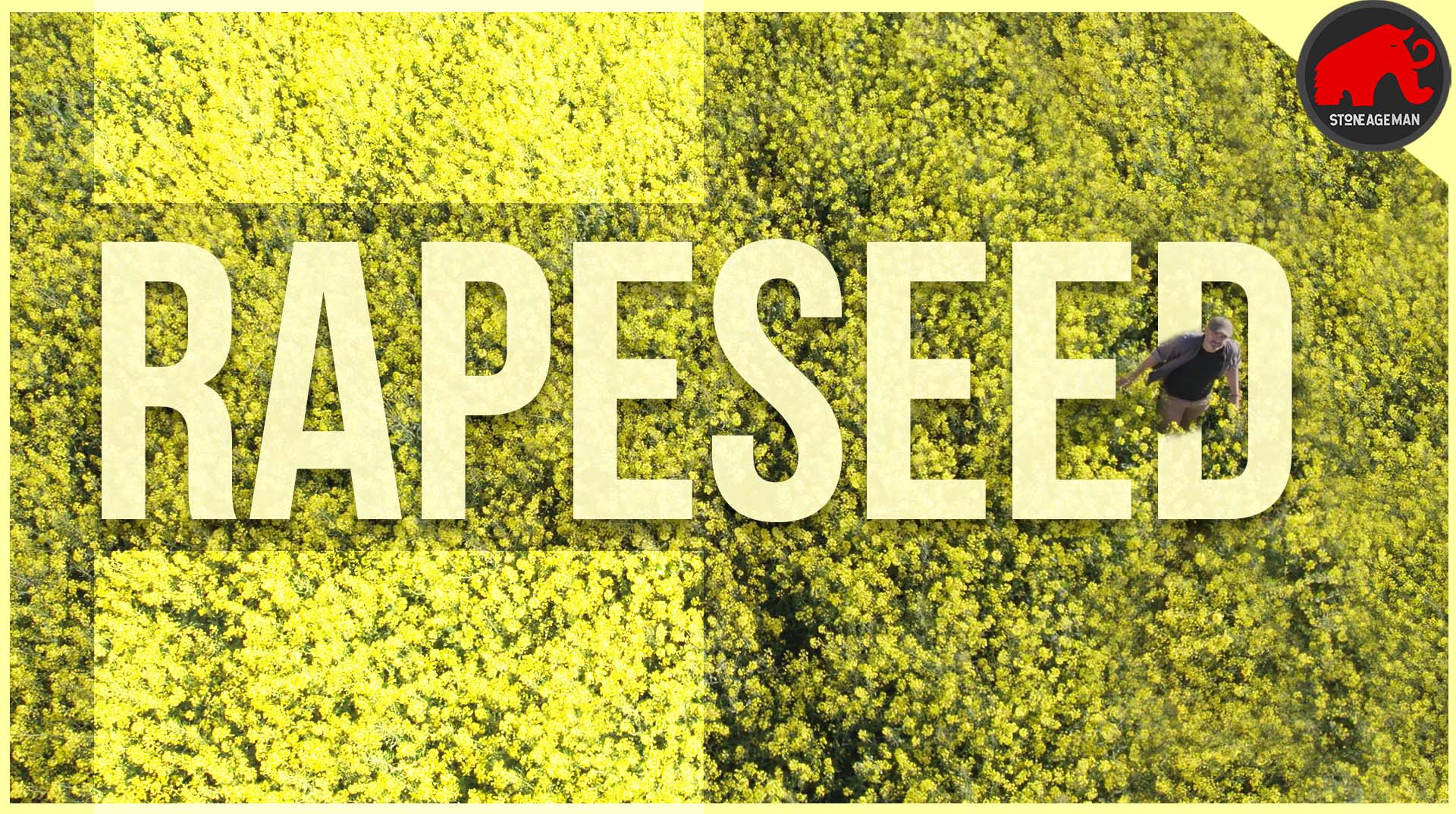 Rapeseed can be used to make biodiesel