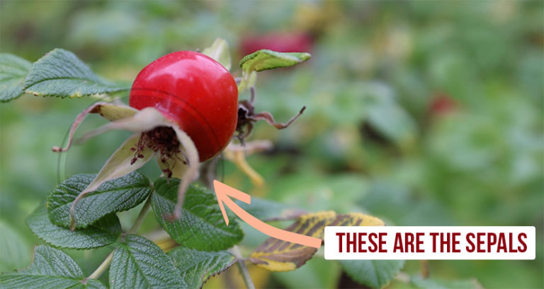 Are Rose Hips Good For You? Everything You Need to Know About How To ...