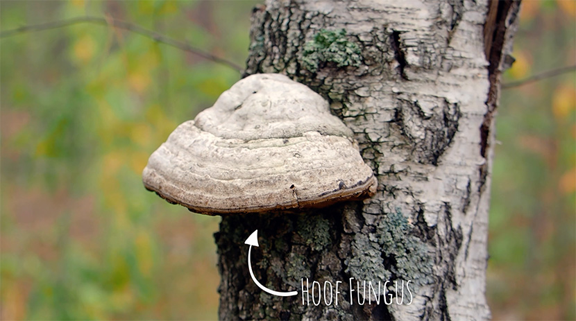 Hoof Fungus, a mushroom older than the pyramids, tells us a fascinating ...