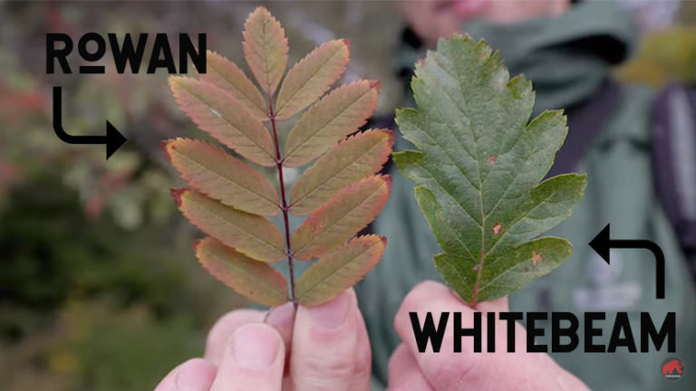 The Wonders of The Rowan Tree - Stone Age Man