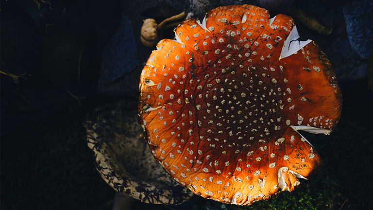 The Berserker State and Amanita muscaria - Stone Age Man