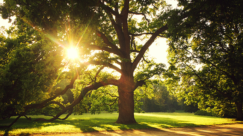10 Steps For How to Plant a Tree - Stone Age Man