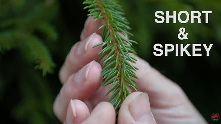 Identify these 5 Iconic Trees from the North! - Stone Age Man