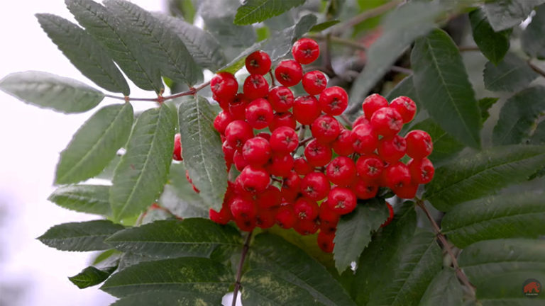 Identify these 5 Iconic Trees from the North! - Stone Age Man