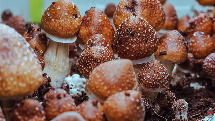 How Can Psychedelics and Hunting Foster Transformation? W/ Mansal ...