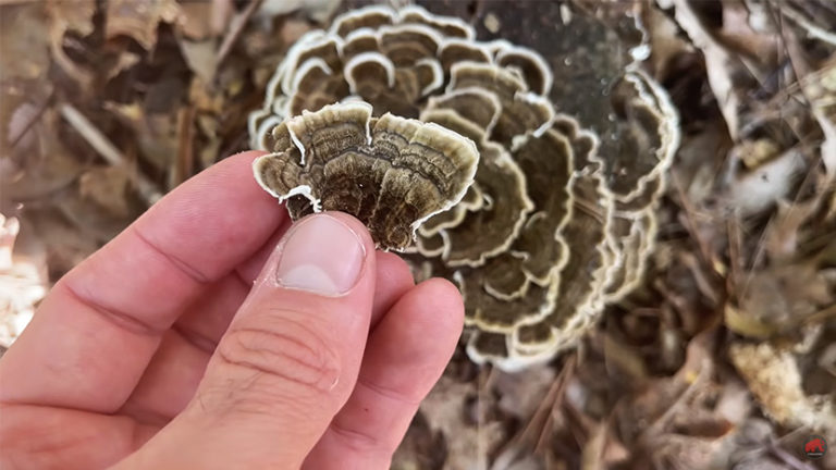 Ultimate Turkey Tail Mushroom Guide - Stone Age Man